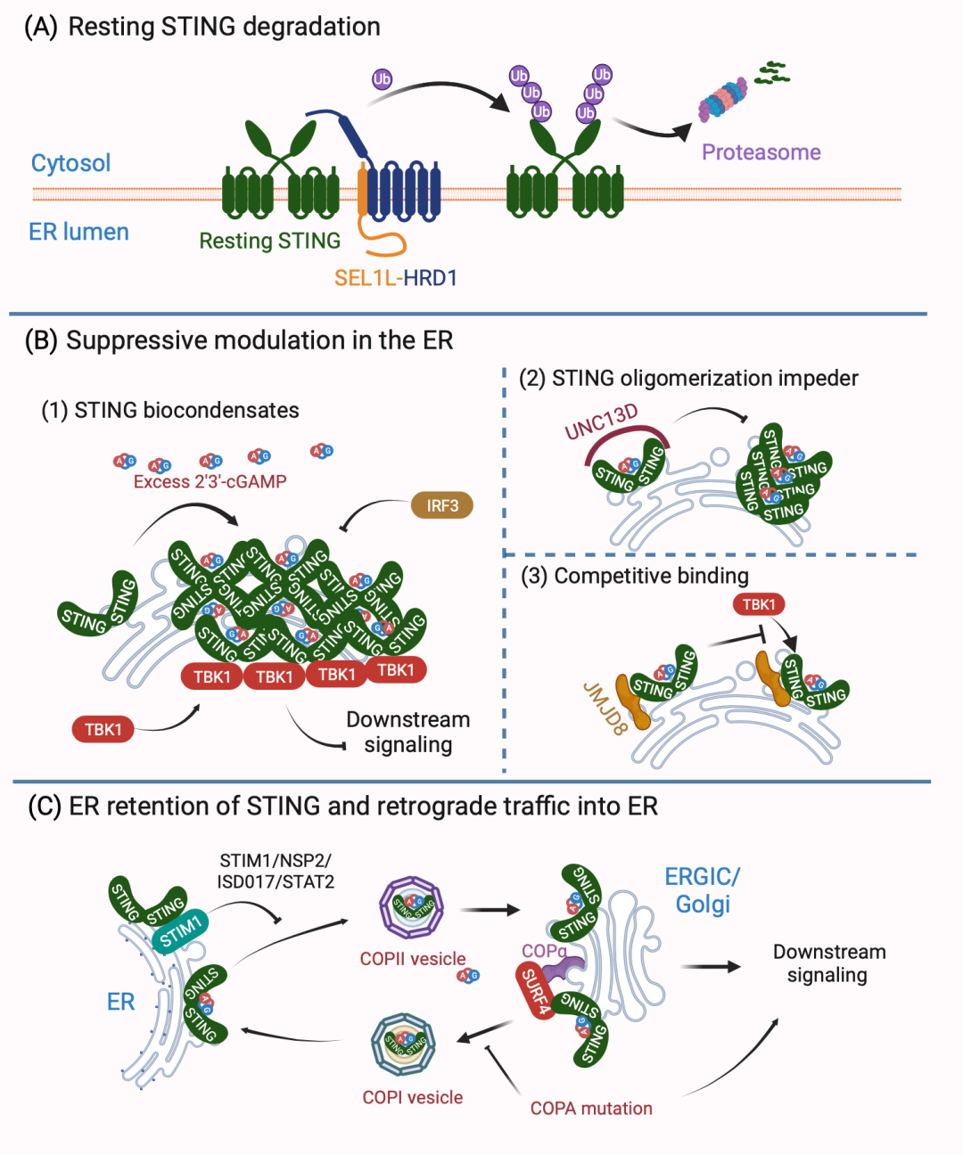 CELL子刊 | STING信号调节的关键枢纽 - 好大夫在线