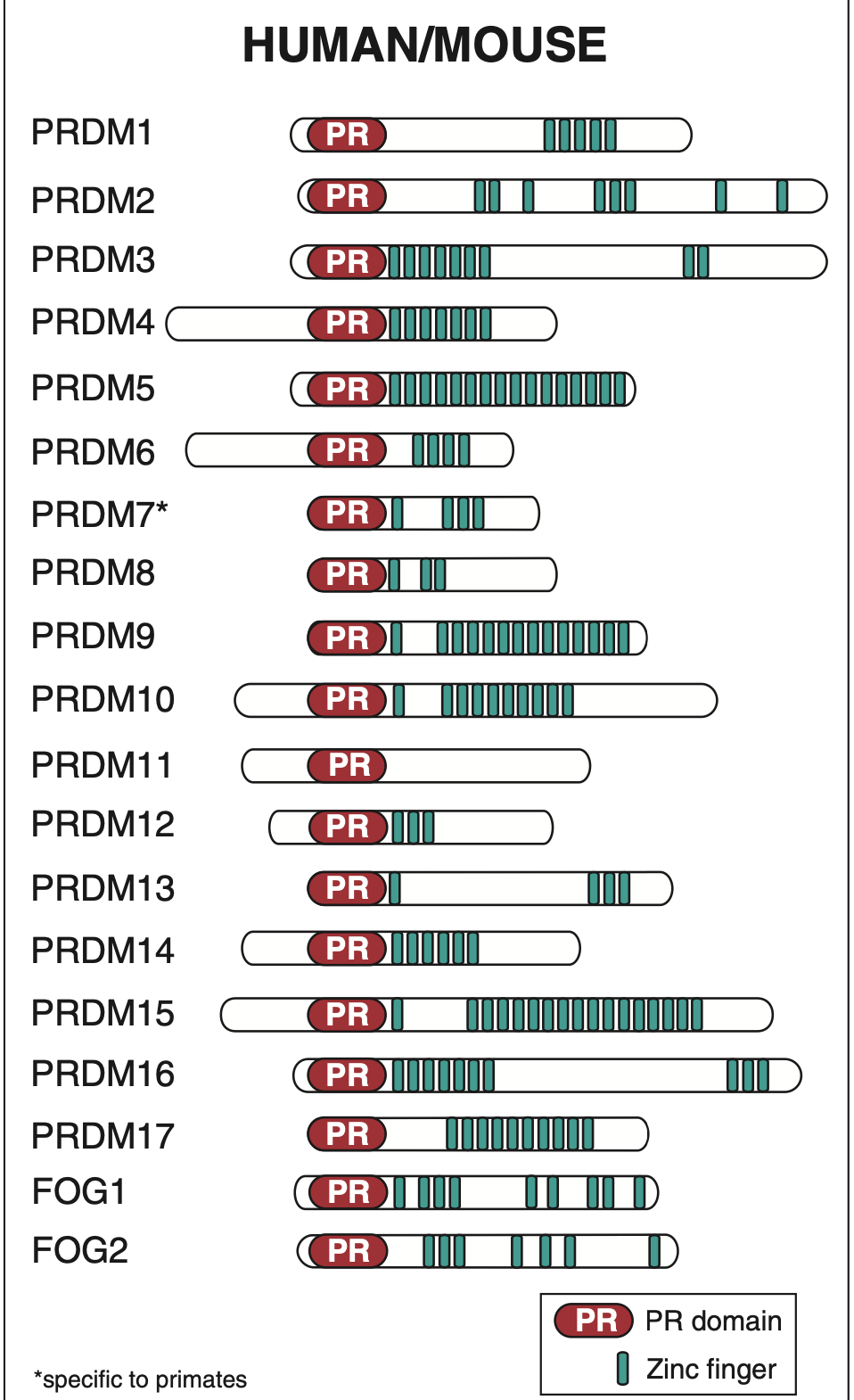 PRDM1/BLIMP-1在肿瘤免疫以及Treg细胞中的作用 - 好大夫在线