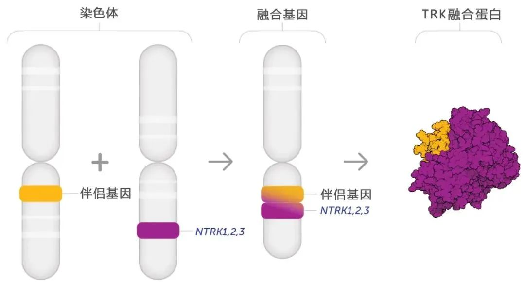 肿瘤NTRK融合基因的致病机制以及药物（2023年7月更新）_淋巴瘤_淋巴瘤治疗方式 - 好大夫在线