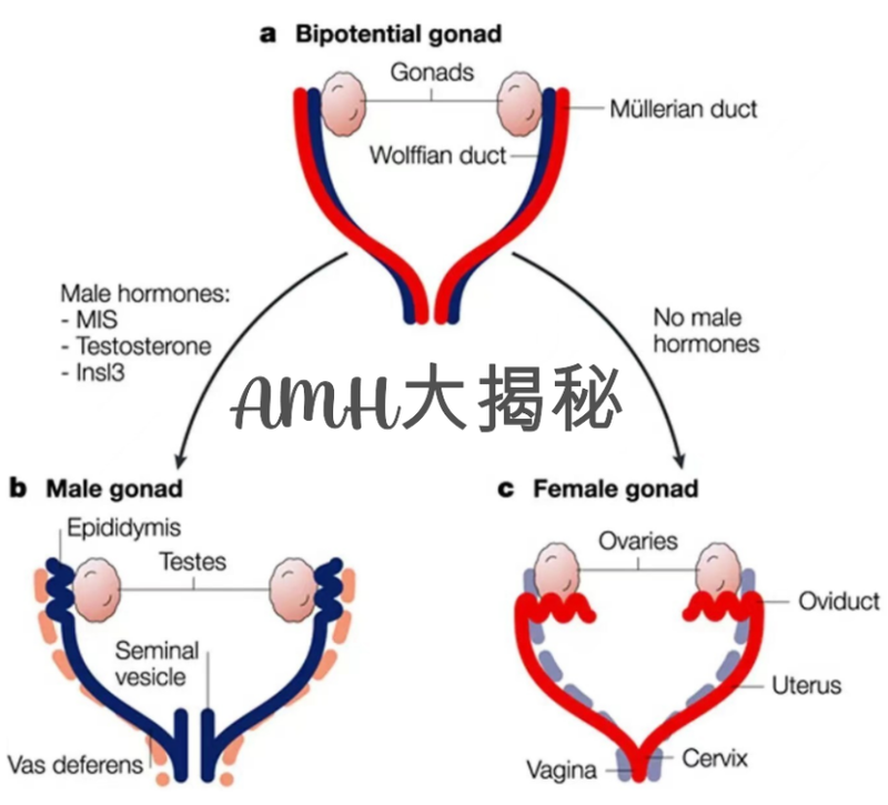 揭开男性抗缪勒管激素（AMH）的“面纱” - 好大夫在线