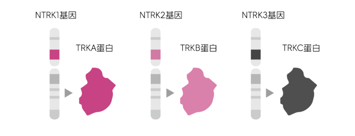 肿瘤NTRK融合基因的致病机制以及药物（2023年7月更新）_淋巴瘤_淋巴瘤治疗方式 - 好大夫在线