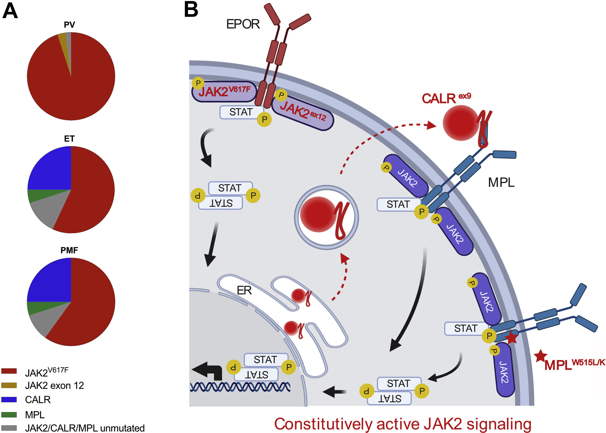 骨髓增殖性肿瘤（MPN）概述_骨髓增生性疾病_骨髓增生性疾病介绍 - 好大夫在线