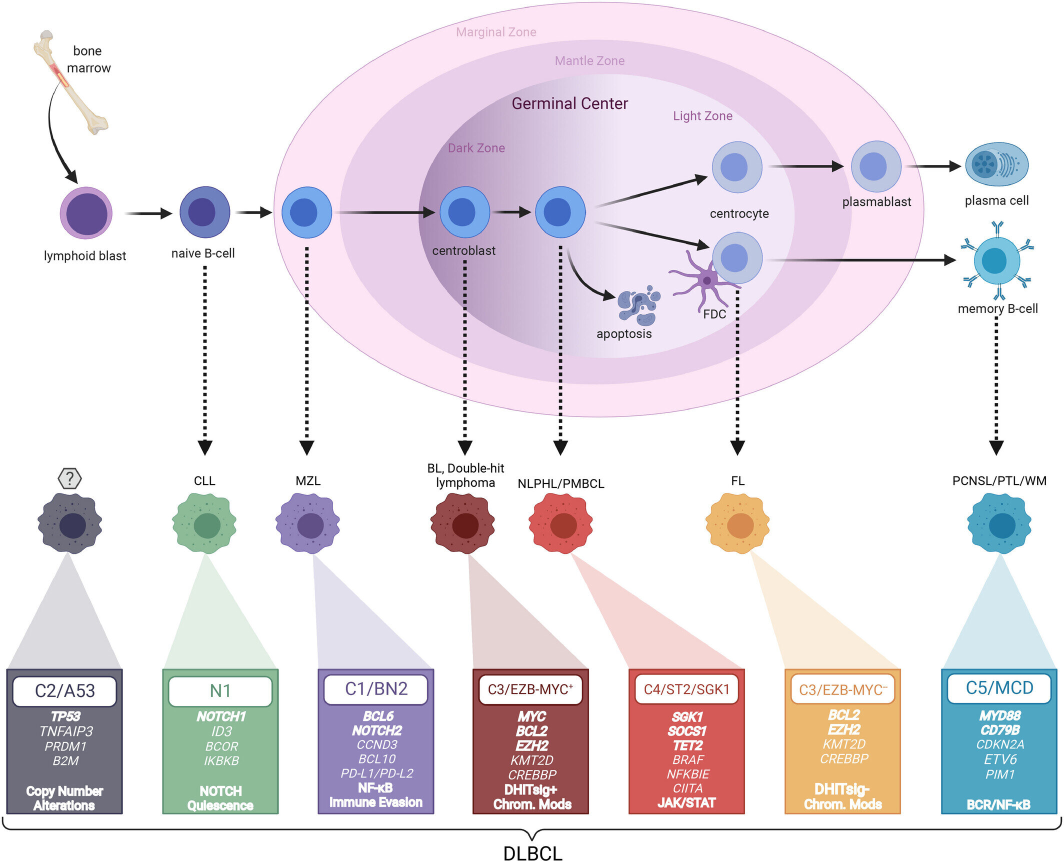 弥漫大B细胞淋巴瘤（DLBCL）基因分型_淋巴瘤_淋巴瘤介绍 - 好大夫在线