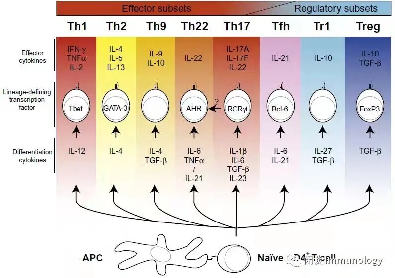 CD4+T 细胞/辅助性T细胞/Th - 好大夫在线